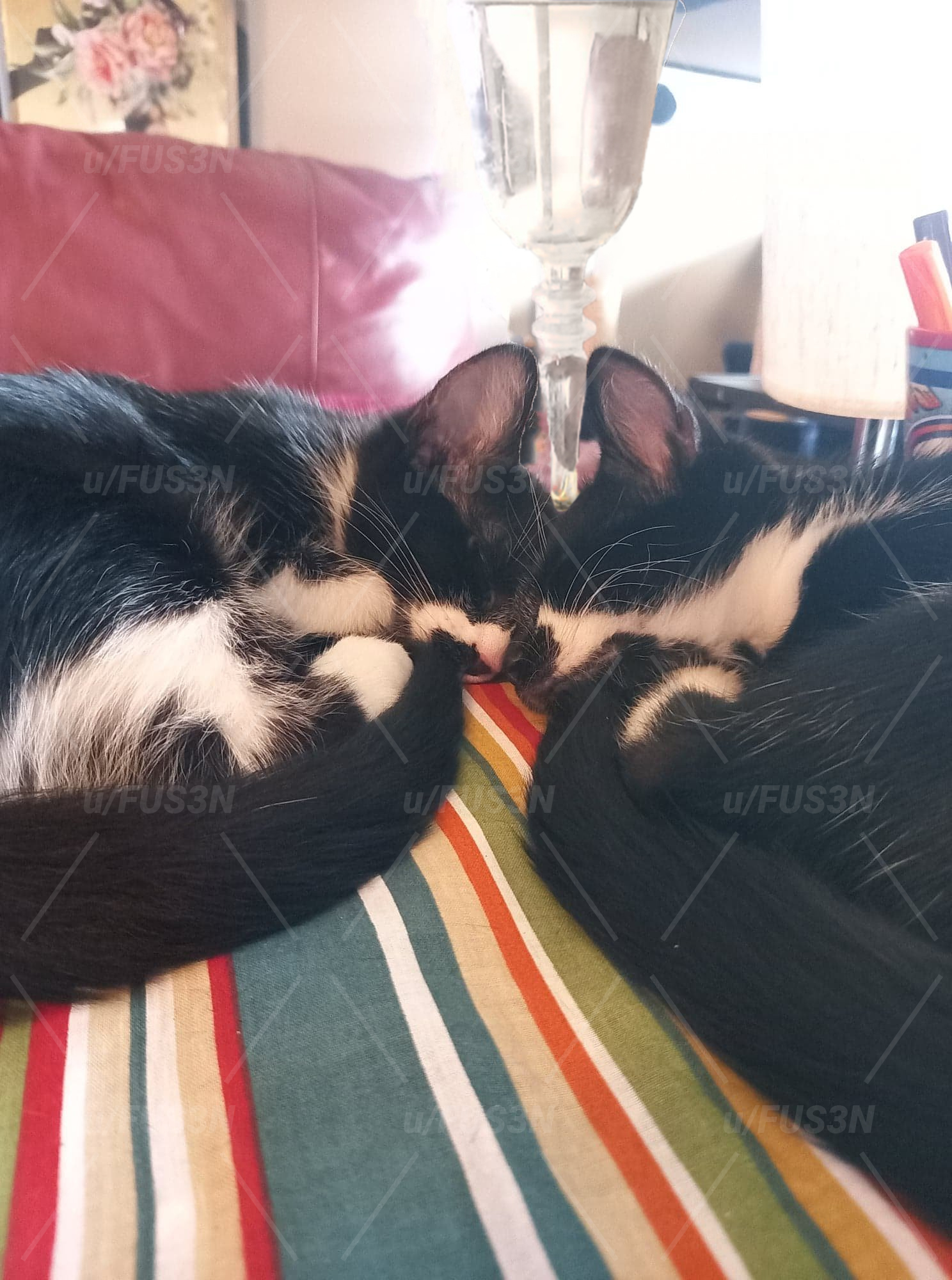 2 cats one glass — Postimages