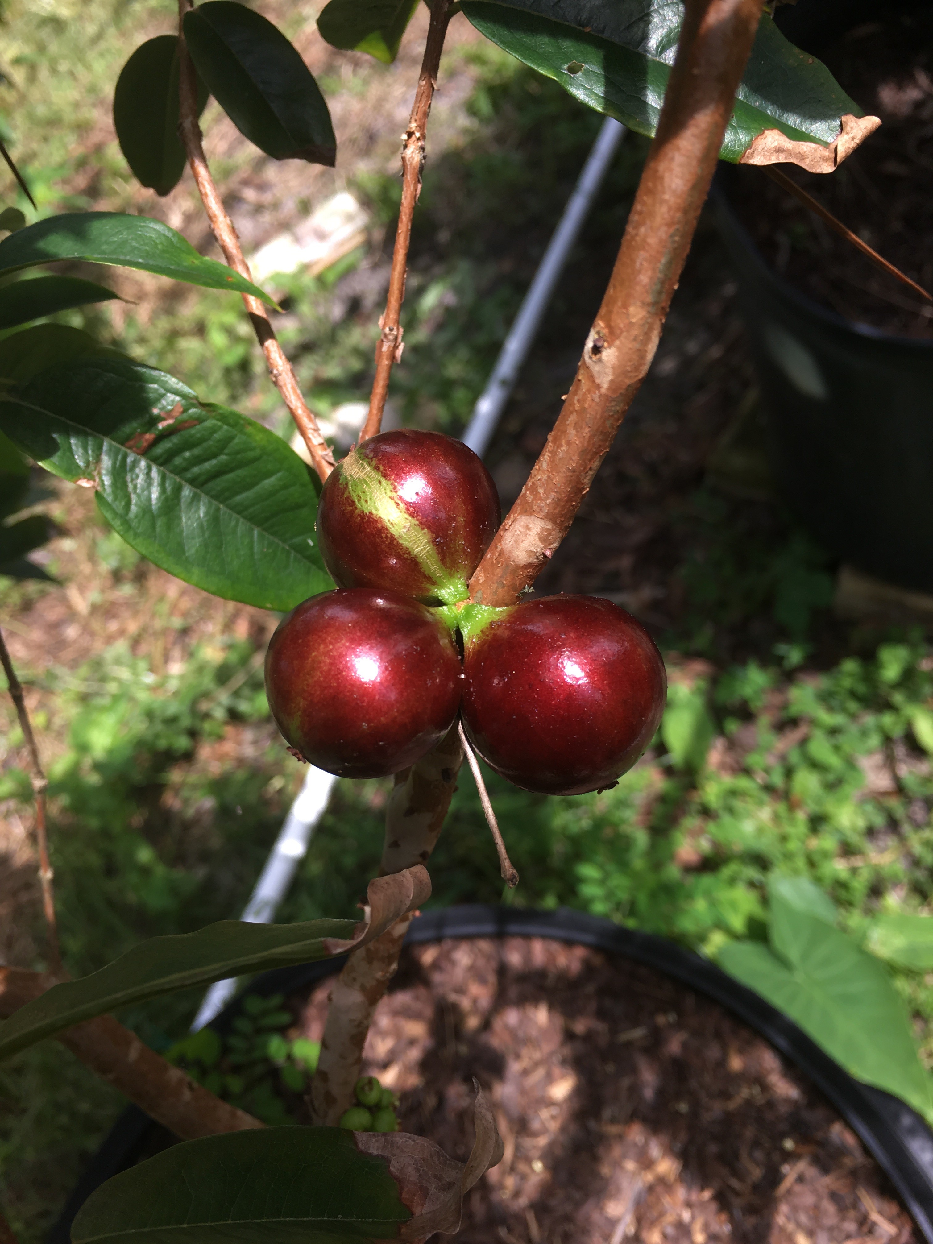 Scarlet Fruit2 JPG — Postimages