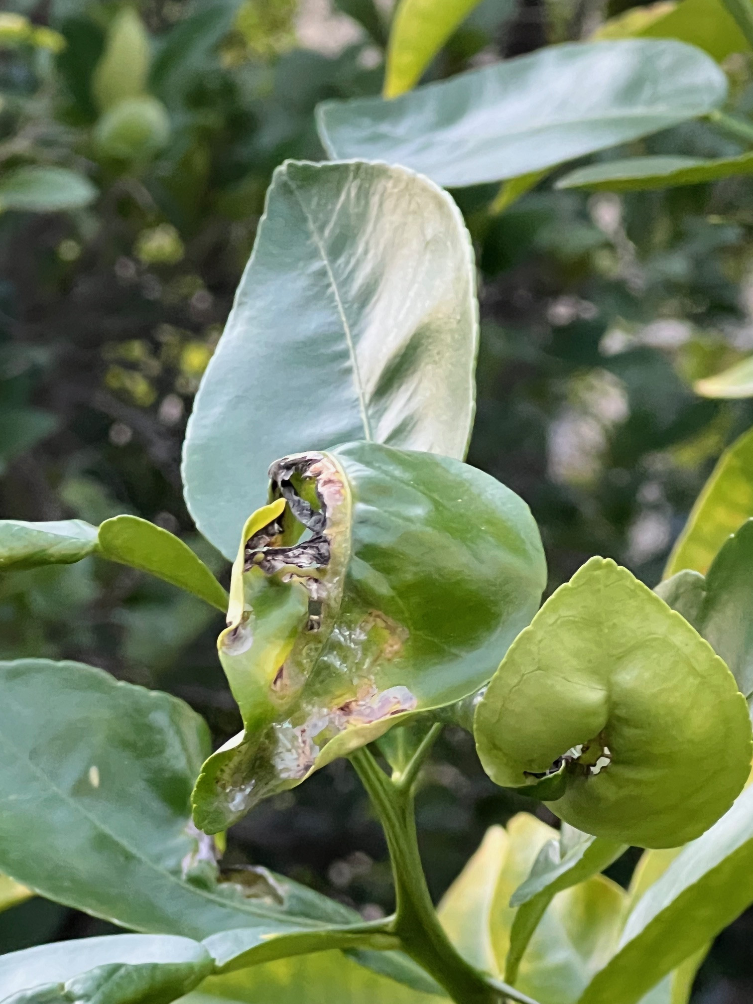 IMG 3538 — Postimages