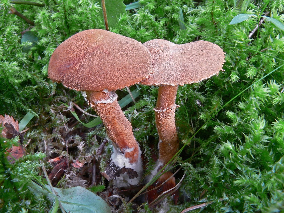 Cystoderma superbum 2 SAE 20130801 — Postimages