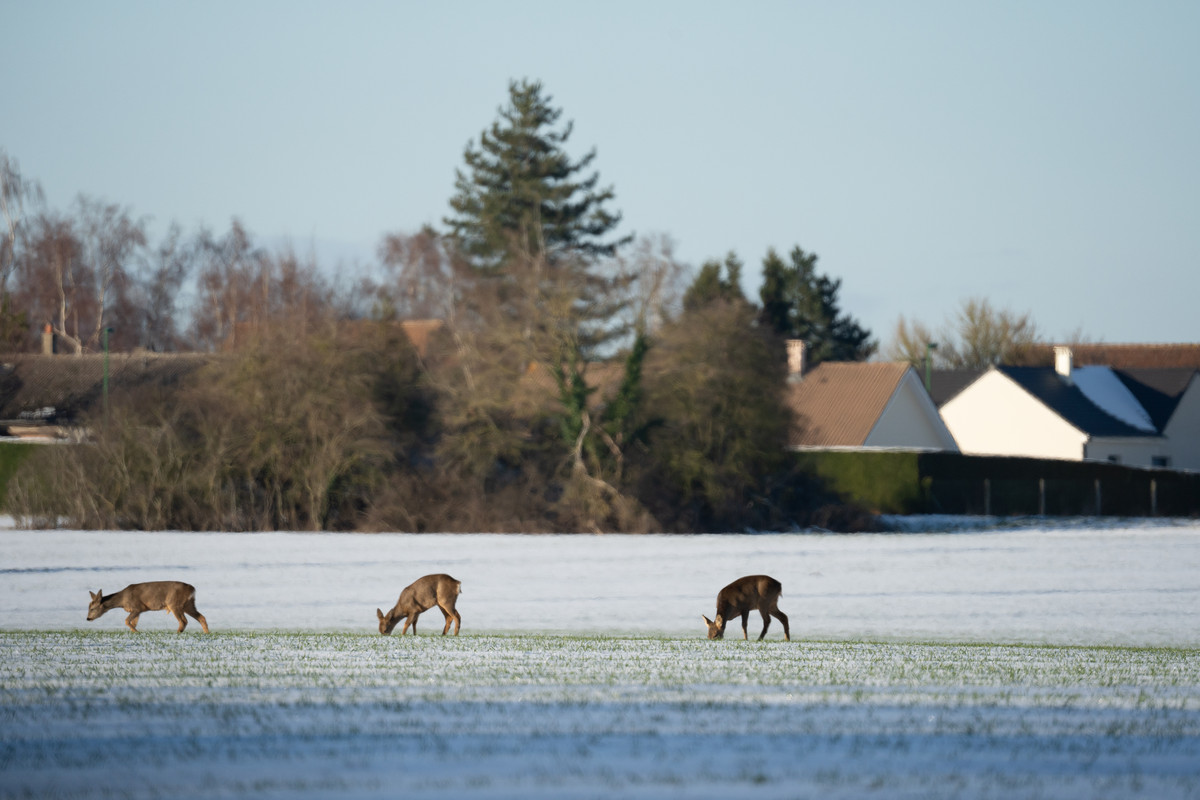 biches 19 — Postimages