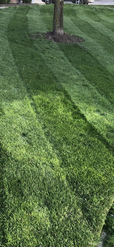 Neon Grass | Lawn Care Forum