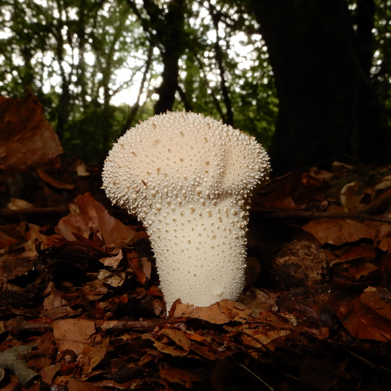 Common Puffball DSCN5120 2 — Postimages