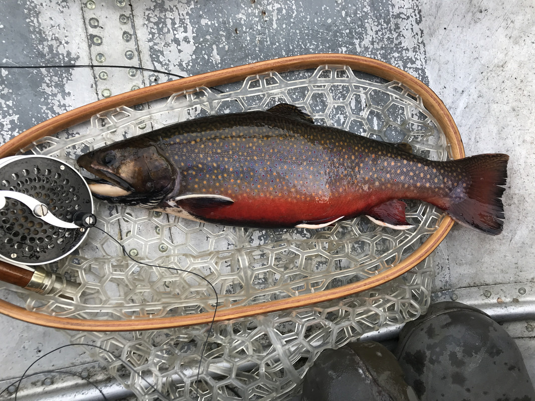 FVLF7639 last year fish — Postimages