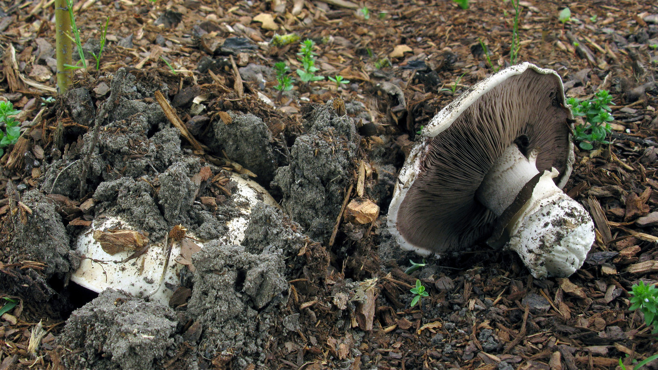 Agaricus — Postimages