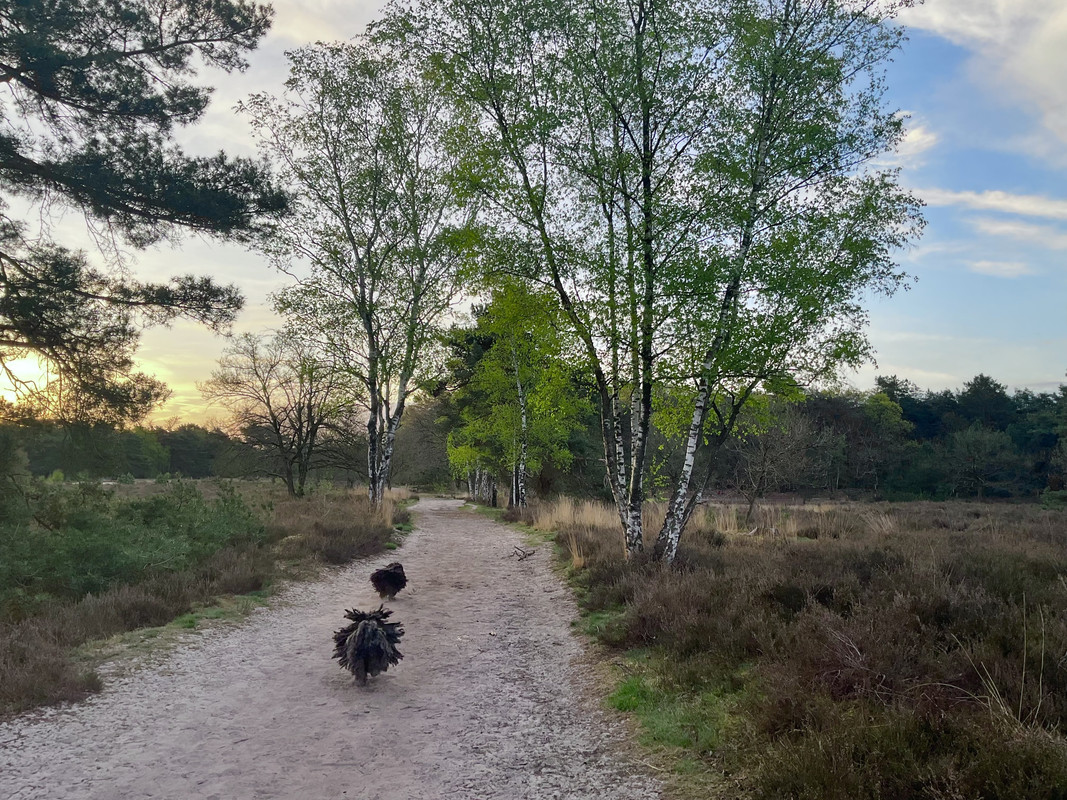 IMG 8498 — Postimages