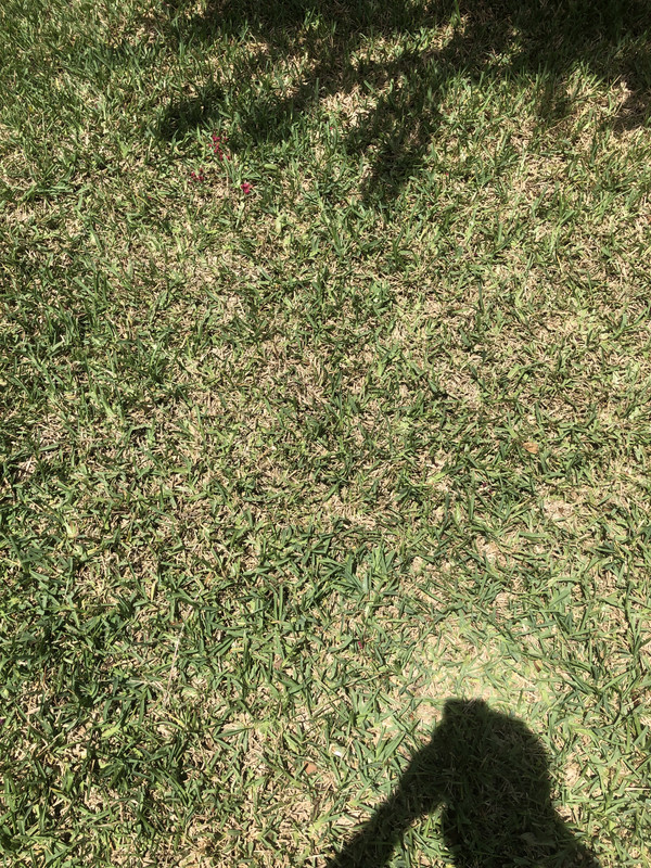 Provista St Aug Fungus | Lawn Care Forum