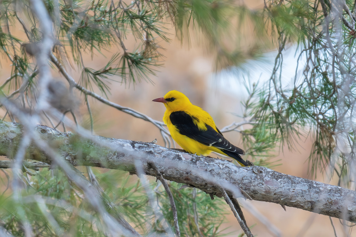 52895599510 06f601b219 o AI AI — Postimages