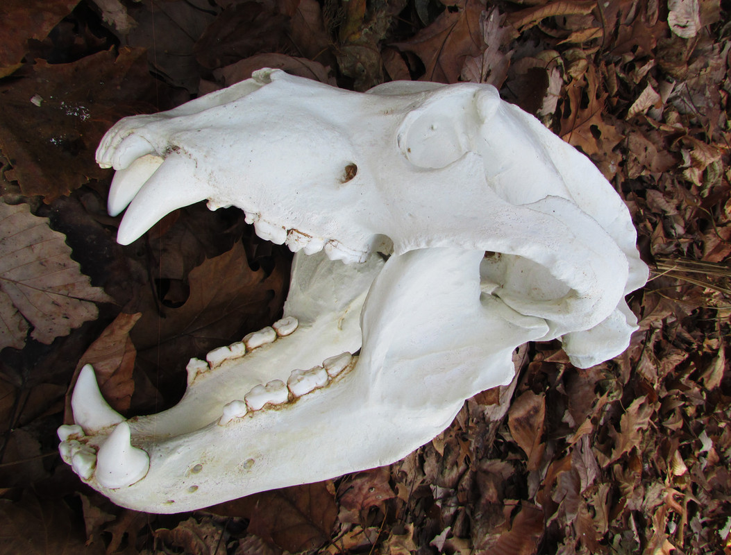 Huge grizzly interior brown bear skull taxidermy plastic cast REPLICA ...