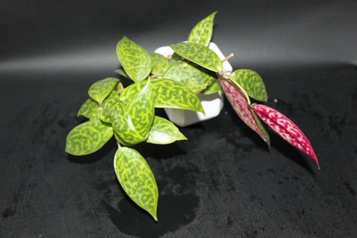 IMG 0168 — Postimages