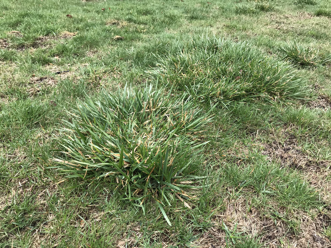 What are these bumpy grass things on my lawn? | Lawn Care Forum