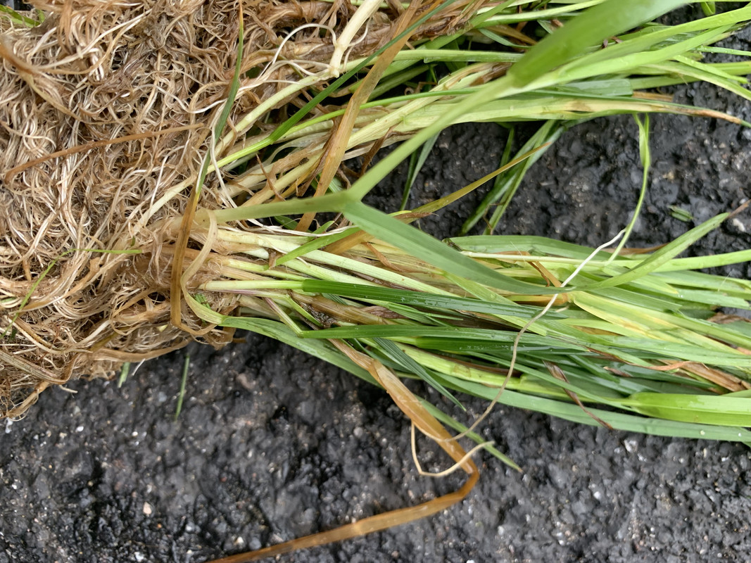 Any idea? Poa triv? Annua? Rye? | Lawn Care Forum