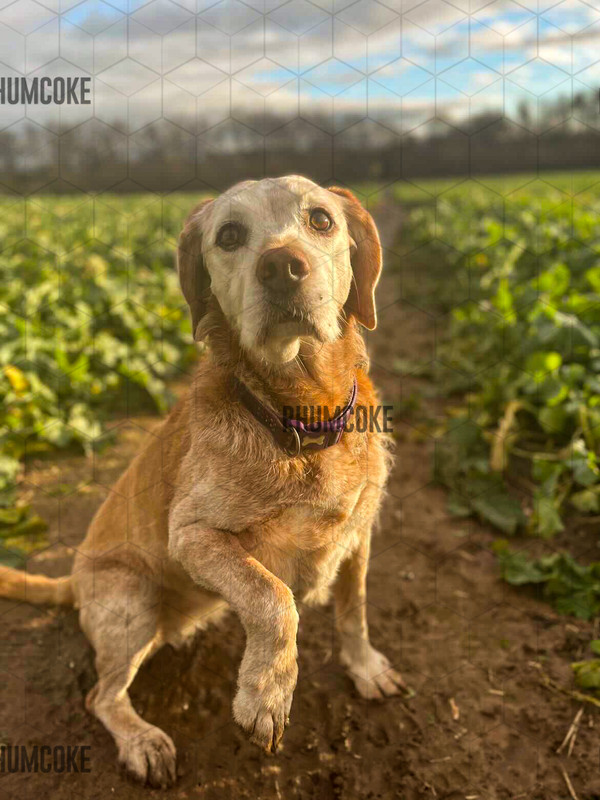 dog 1 — Postimages