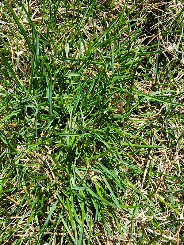 Planning Ahead to Treat Poa Triv | Lawn Care Forum