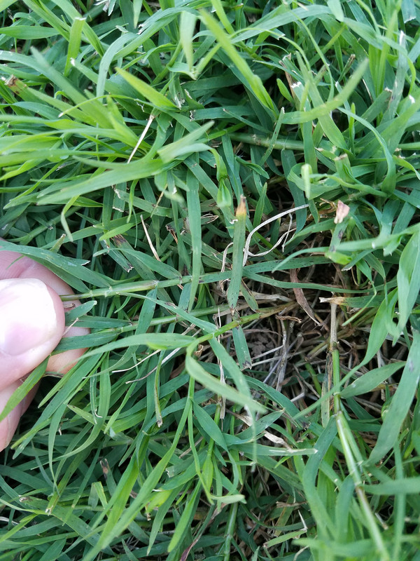 Purple Stems And Runners... | Lawn Care Forum