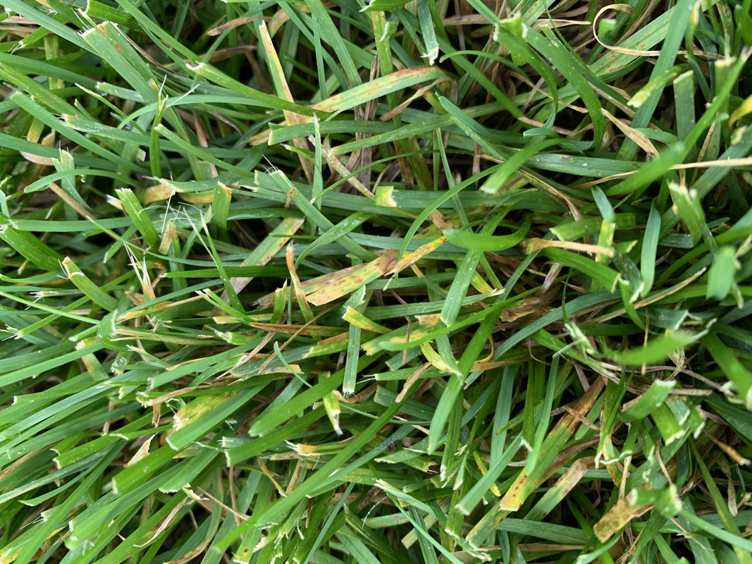 Concern Newer KBG Sod | Lawn Care Forum