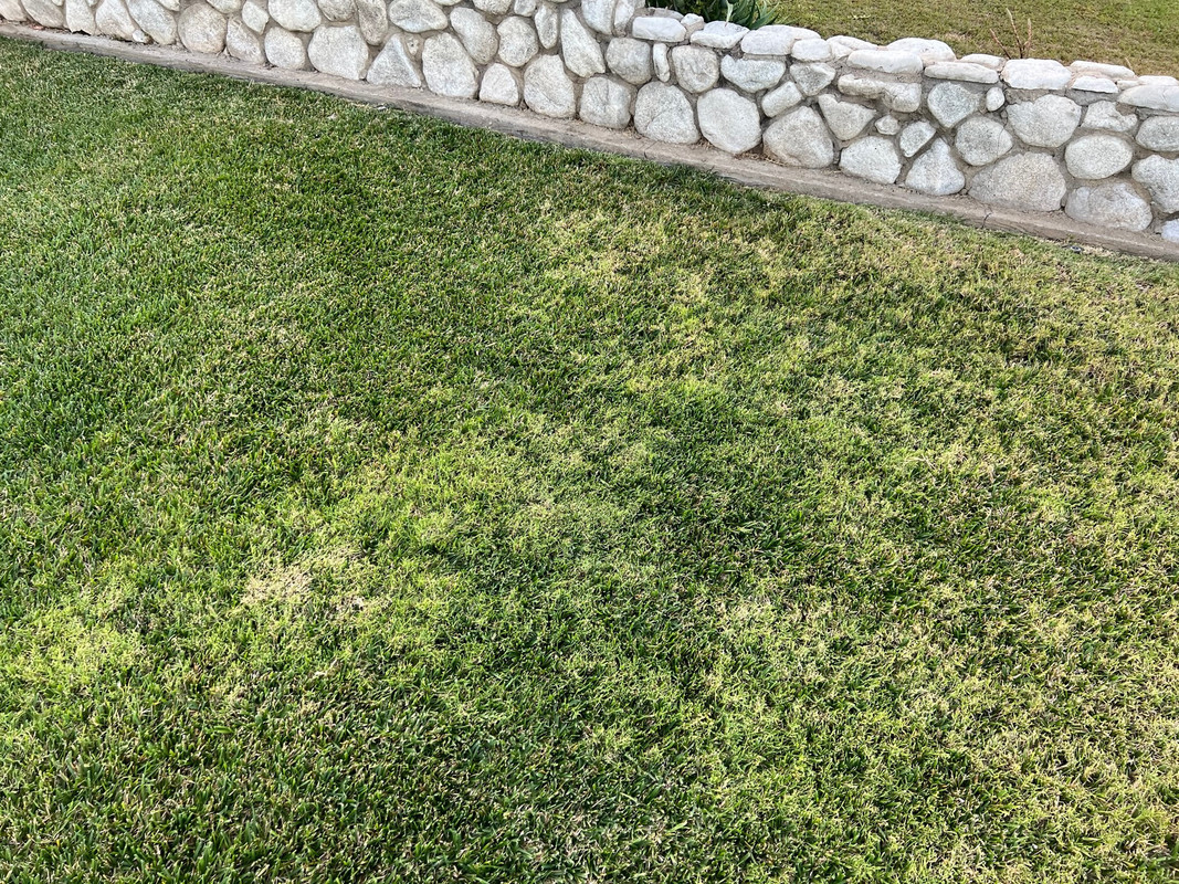 Strange Grass Is Invading My Bermuda | Lawn Care Forum