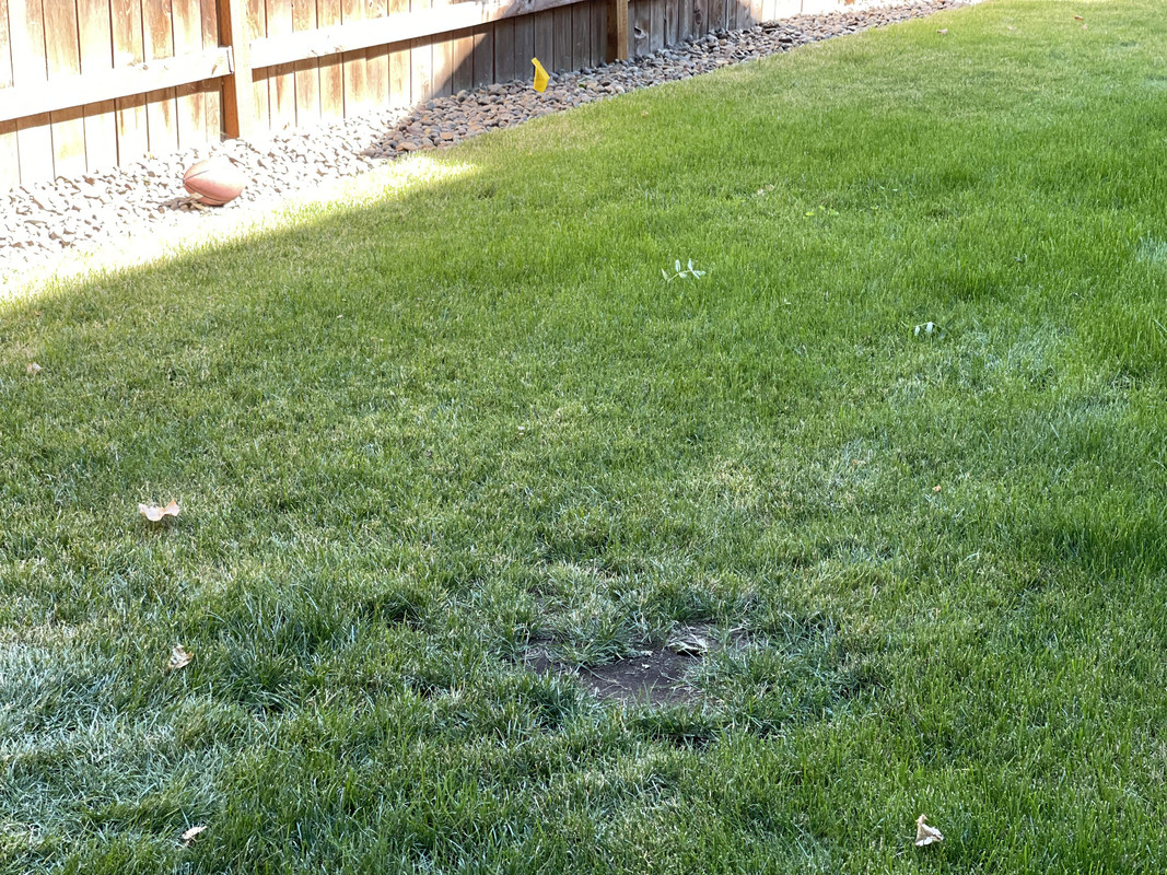 Lawn looking bad | Lawn Care Forum