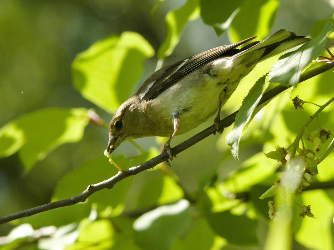 0 F3 A7035 topaz denoise sharpen — Postimages