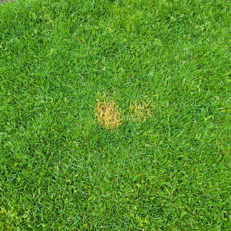 grass 3 — Postimages