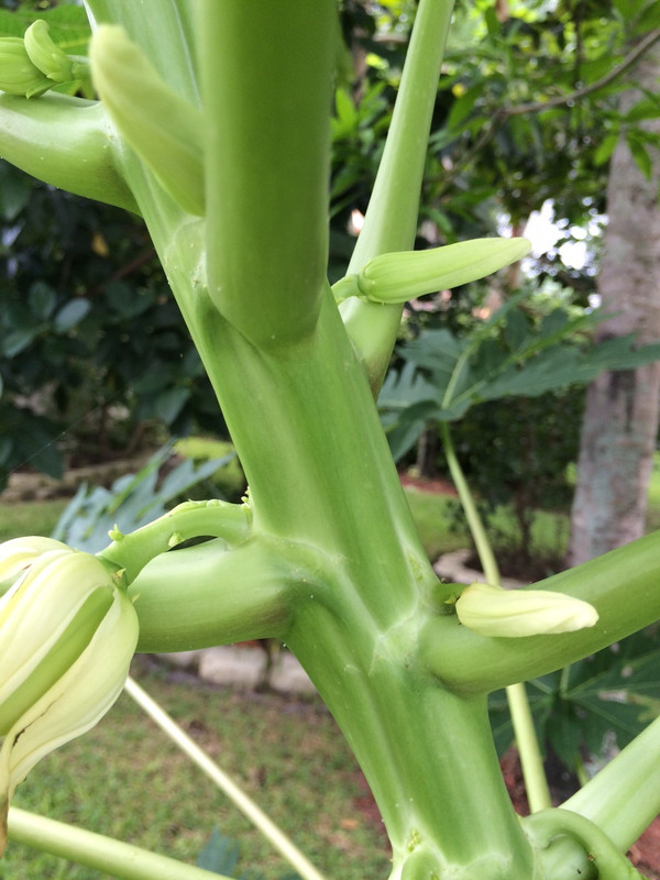 Papaya 3 Blossom 2 — Postimages