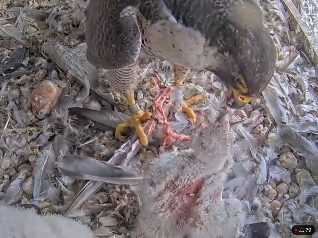 IMG 0856 — Postimages