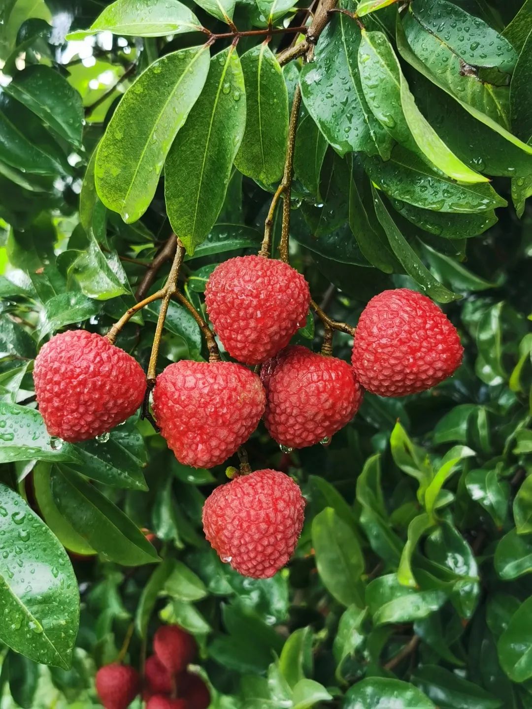 Ling Long — Postimages