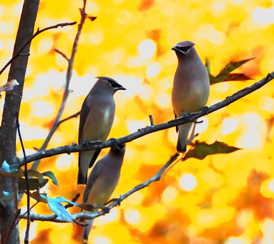 UpState Bird hunting - The Amphitheatre Forum - TigerNet