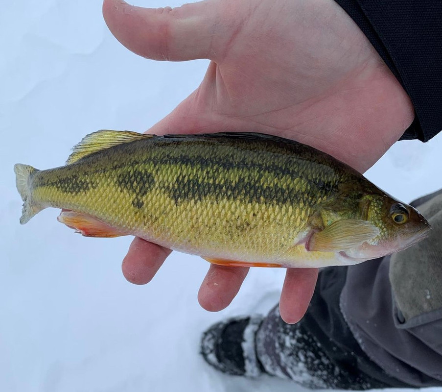 horz perch — Postimages