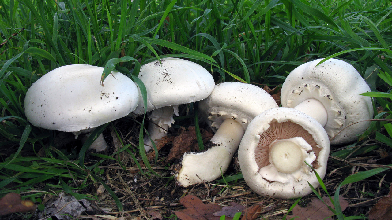 Agaricus arvensis 2 AWP 20191013 — Postimages
