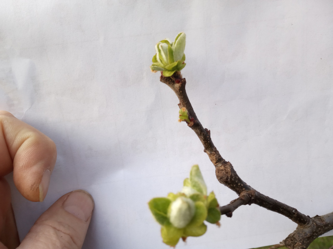 IMG 20240306 163254 146 — Postimages