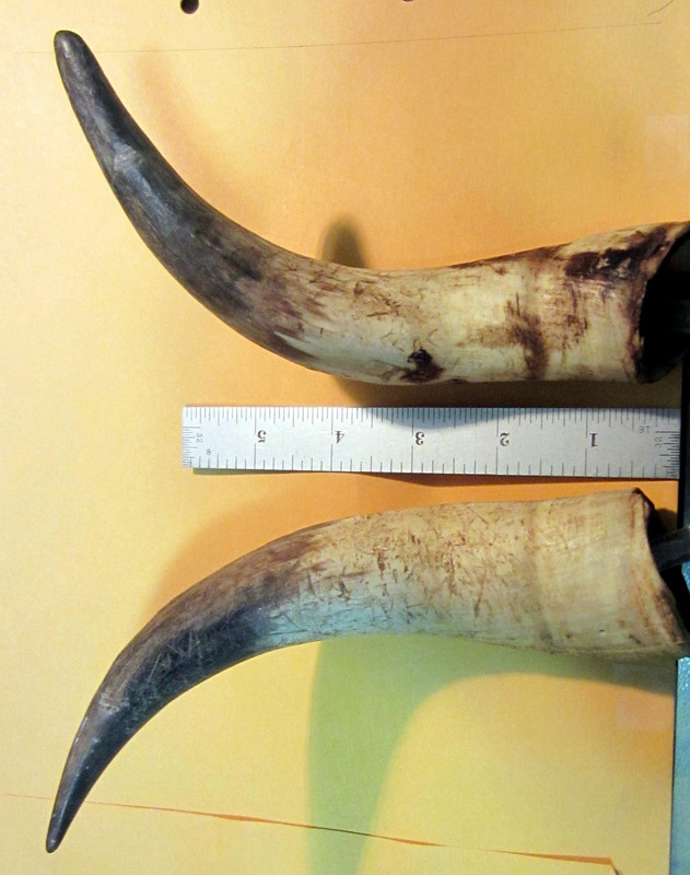 Horns 1A — Postimages