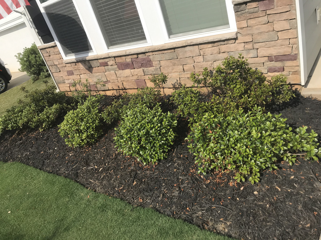 Azalea issues | Lawn Care Forum