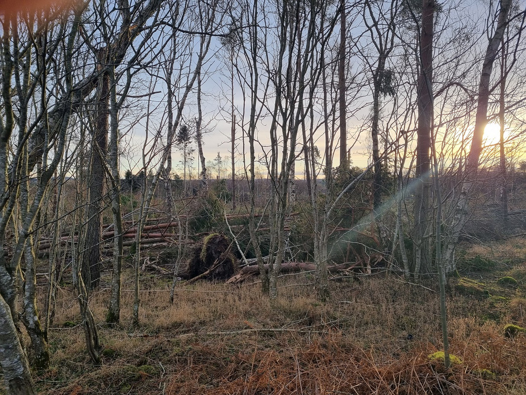 trees 1 — Postimages