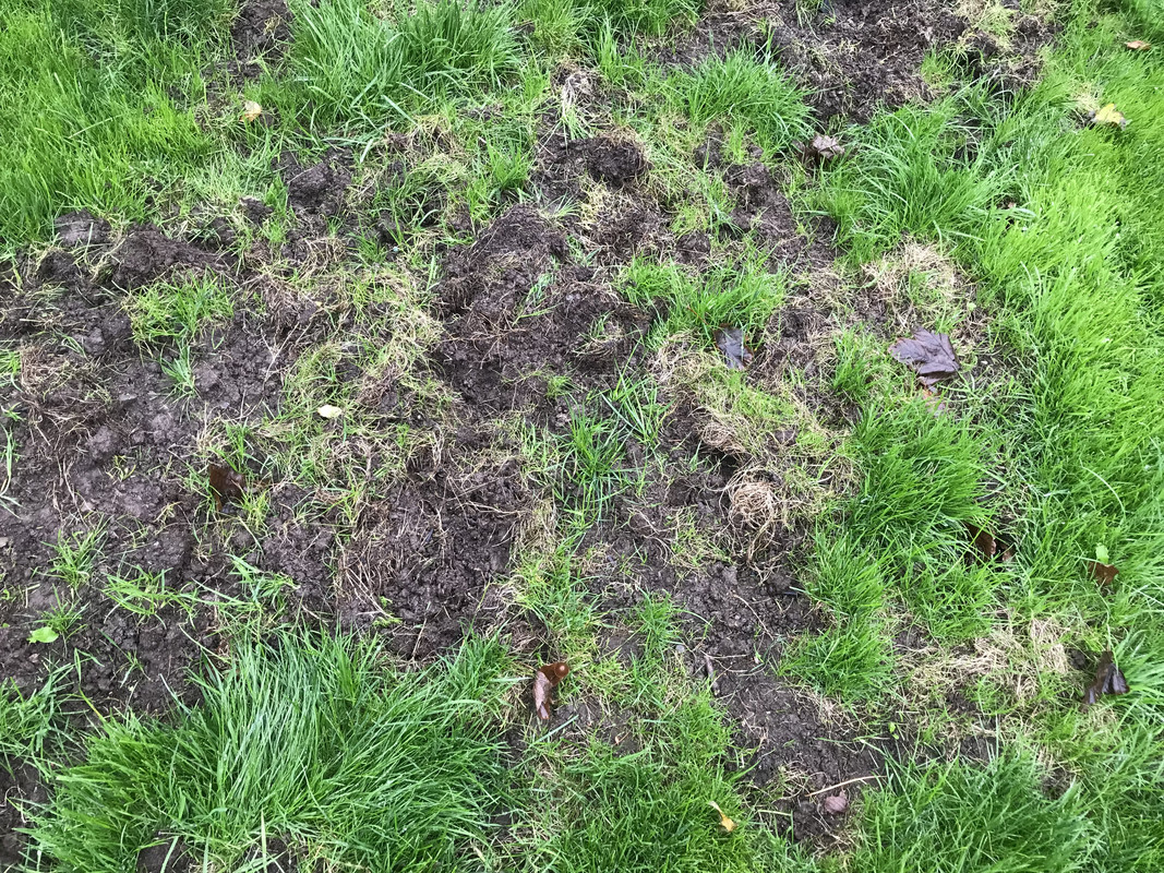Strange digging in grass | Lawn Care Forum