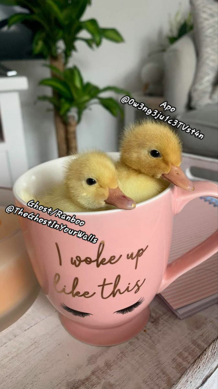Ducks are pog — Postimages