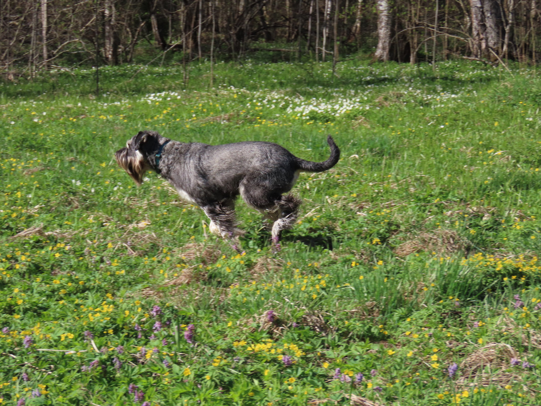 IMG 6554 — Postimages