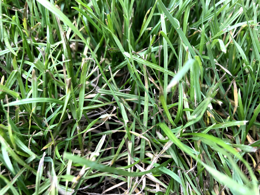 Grass turning yellow with dry tips | Lawn Care Forum