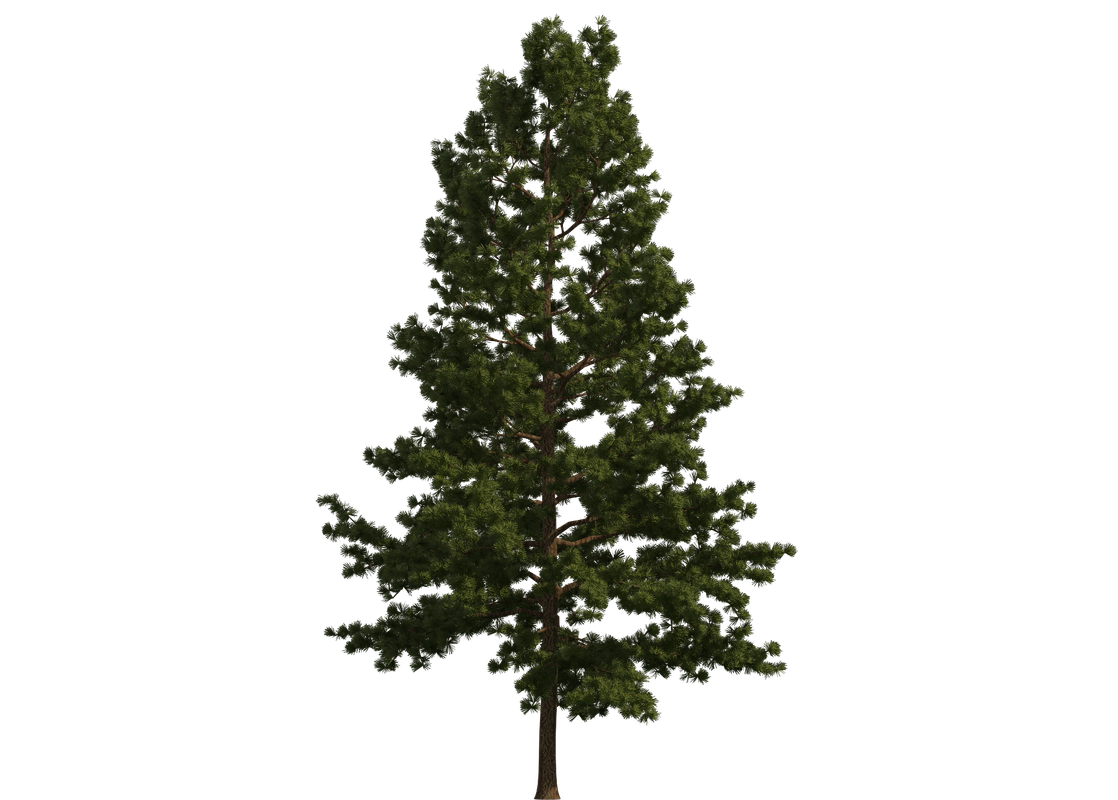 pine Tree1dark — Postimages