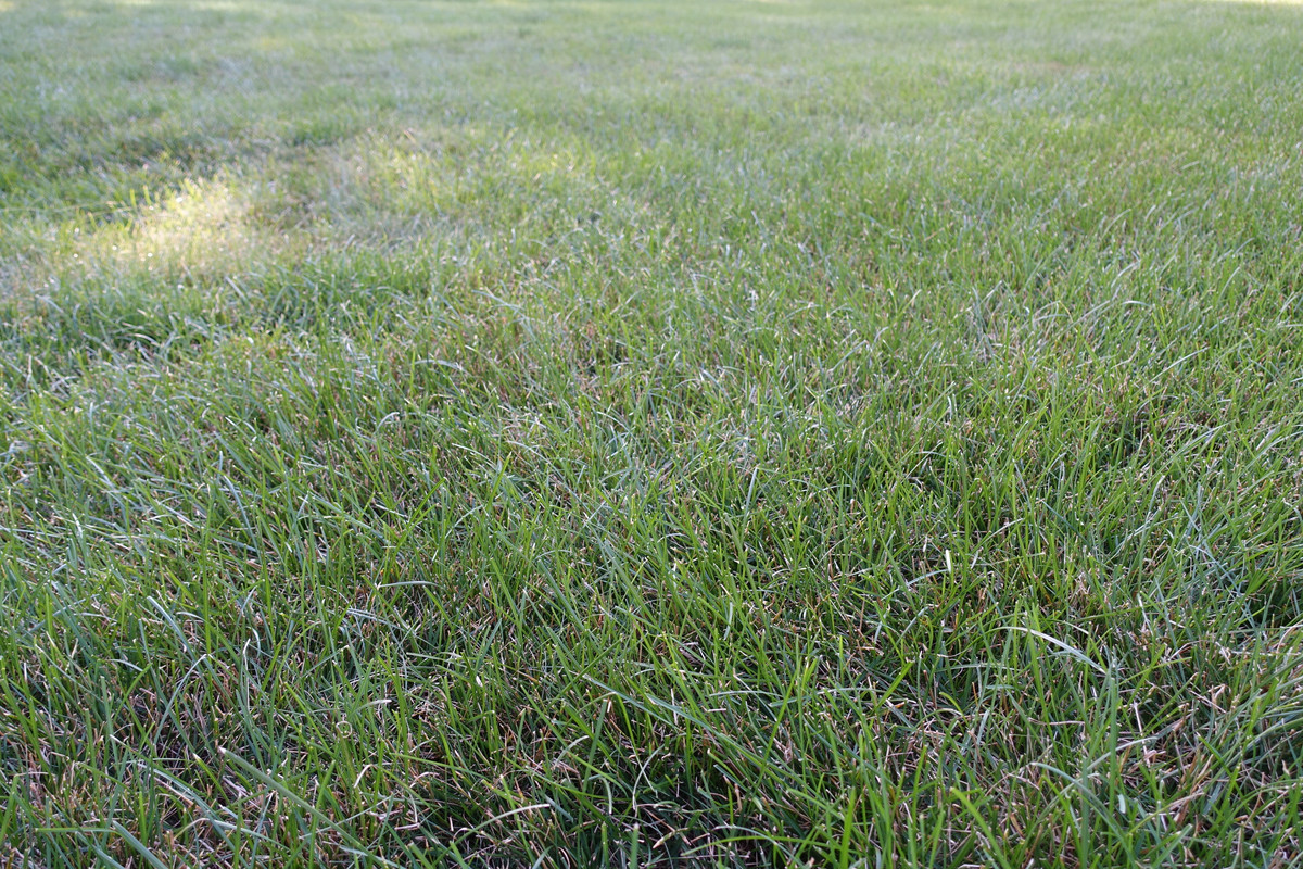 Help for grass that "fell over." | Lawn Care Forum