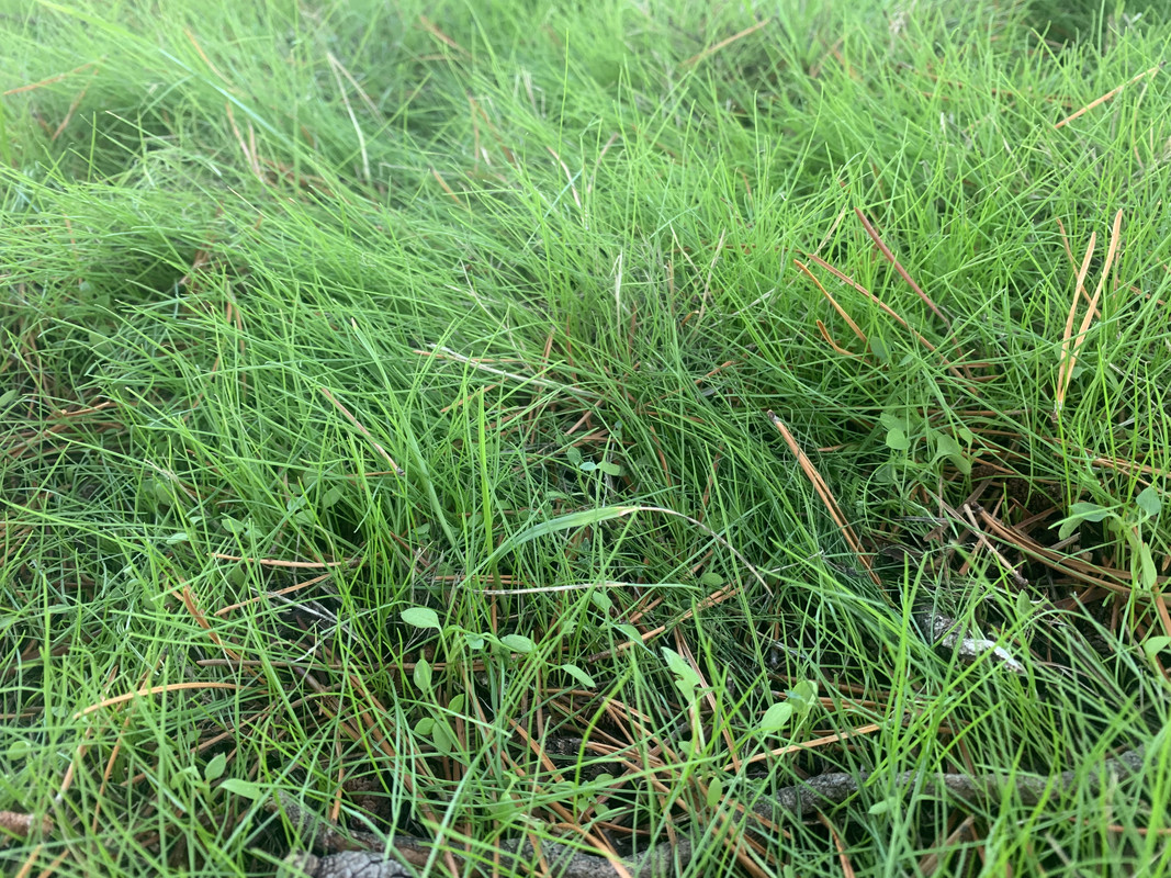 Grass/weed identification | Lawn Care Forum