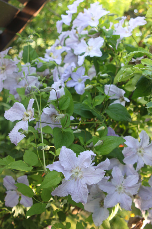 IMG 8446 — Postimages