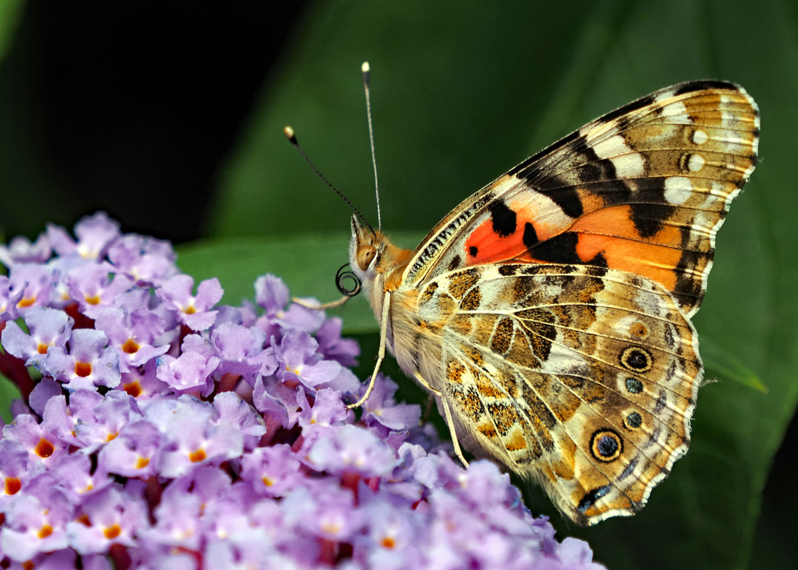 Painted Lady — Postimages
