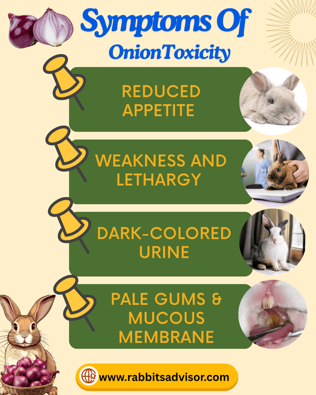 Can Rabbits Eat Onions (Green, Spring, & Wild)? A Complete Guide