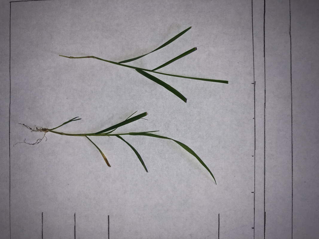 New member-Level one questions | Lawn Care Forum