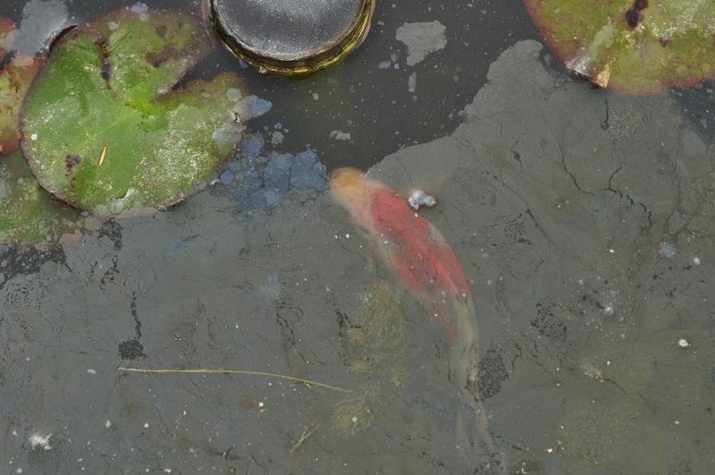 Scummy surface water - Water Quality Forum - Pond Life