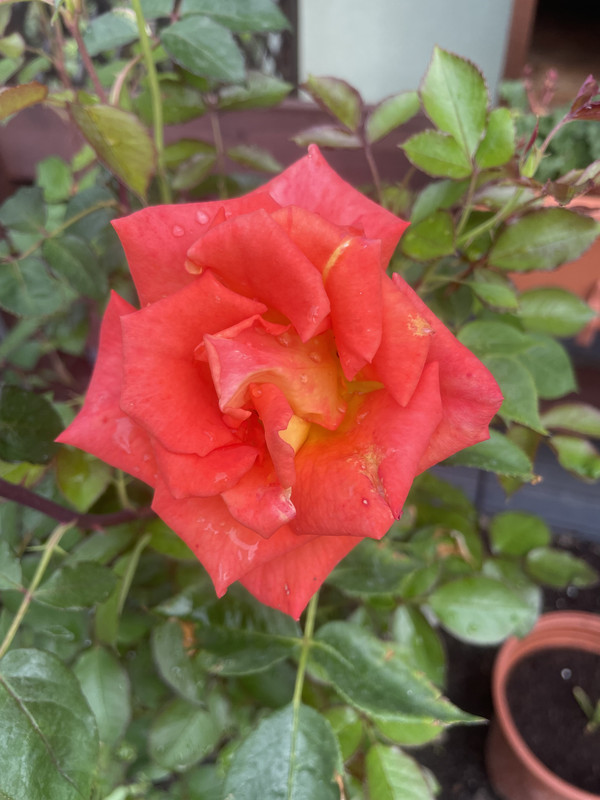 IMG 0108 — Postimages