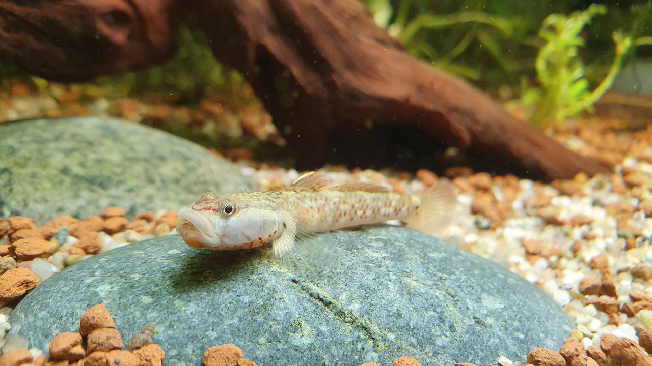 20210130 171507 — Postimages