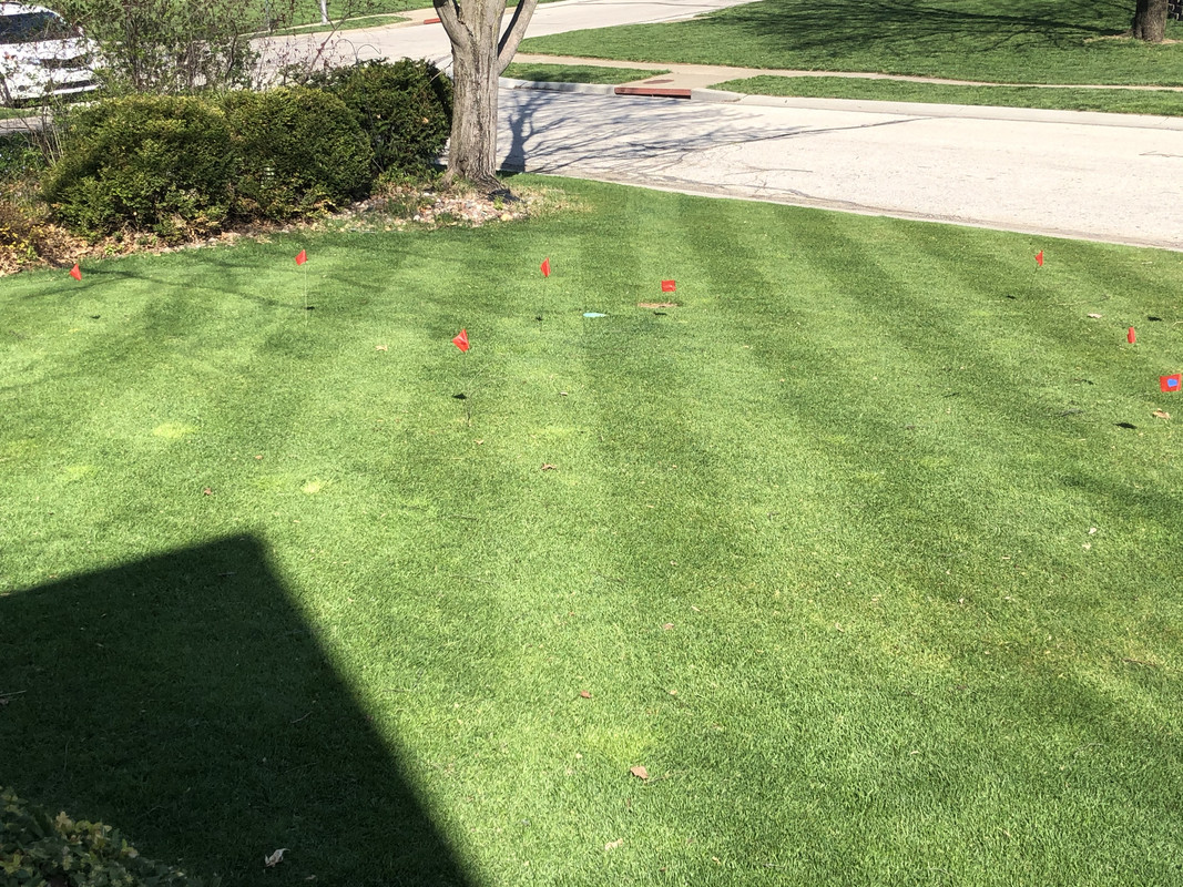 Is this Poa triv? | Lawn Care Forum