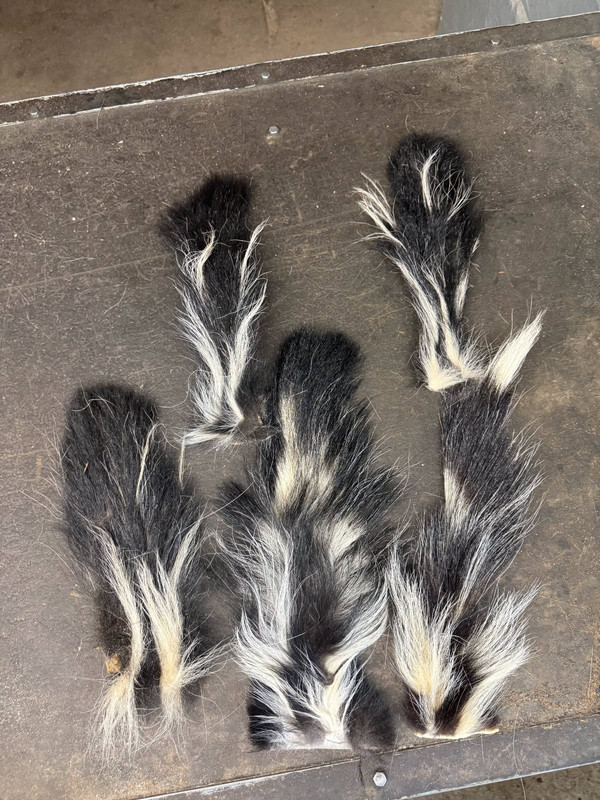 Canadian Trappers Talk Forum • View topic - Skunk Tails